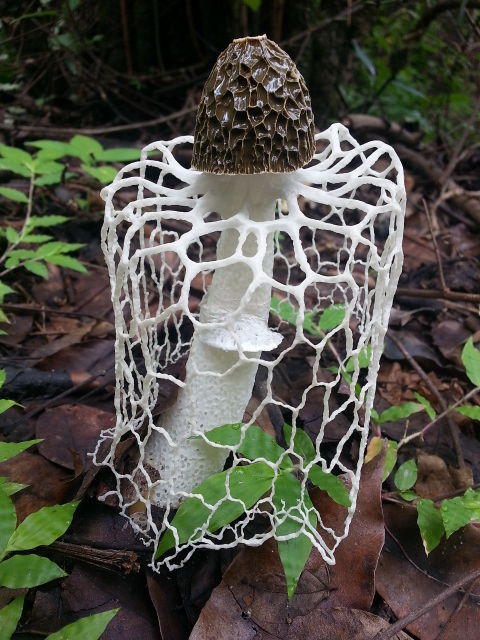 Nomad | Stinky Mushrooms