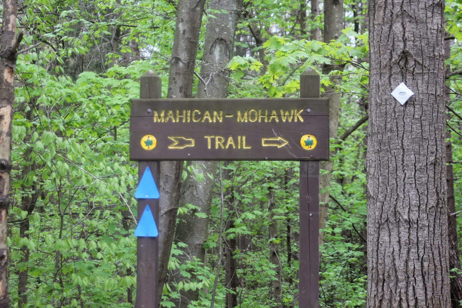 Every Day Is An Adventure: Mahican - Mohawk Hike Trail - Erving ...