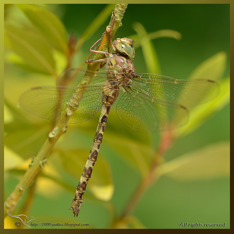 Libellules de France et dAilleurs - DRAGONFLY WORLD: La dernière ...