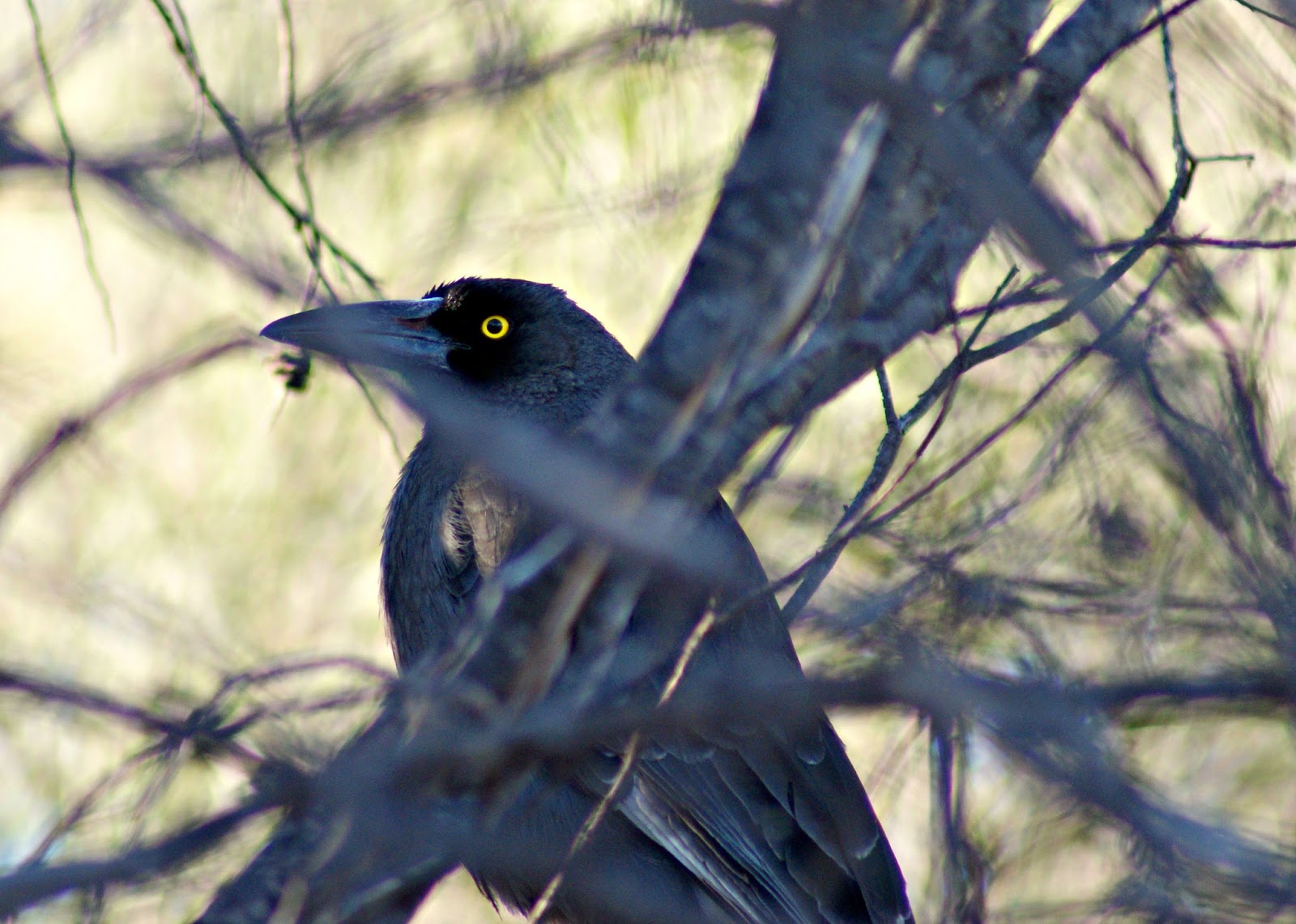 Bird of the Week! Grey Currawong Strepera versicolor