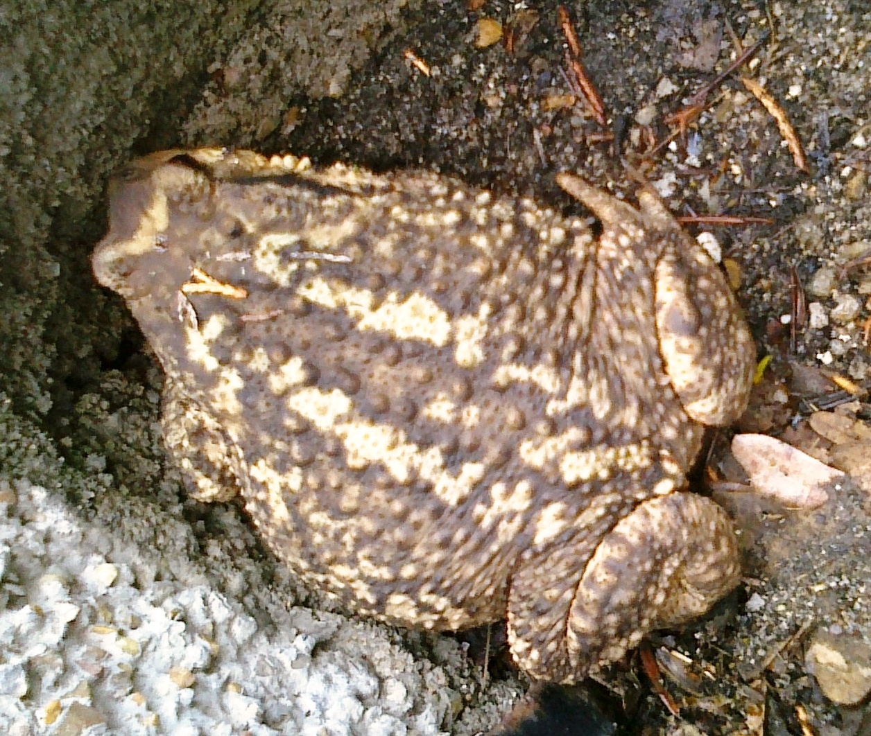 La cueva de Mayrena: Sapo