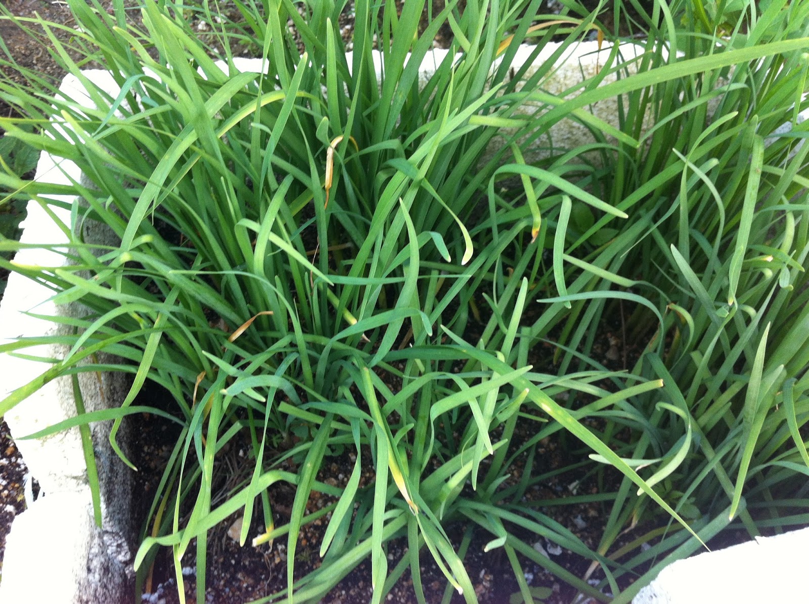 My Experimental Garden: chives