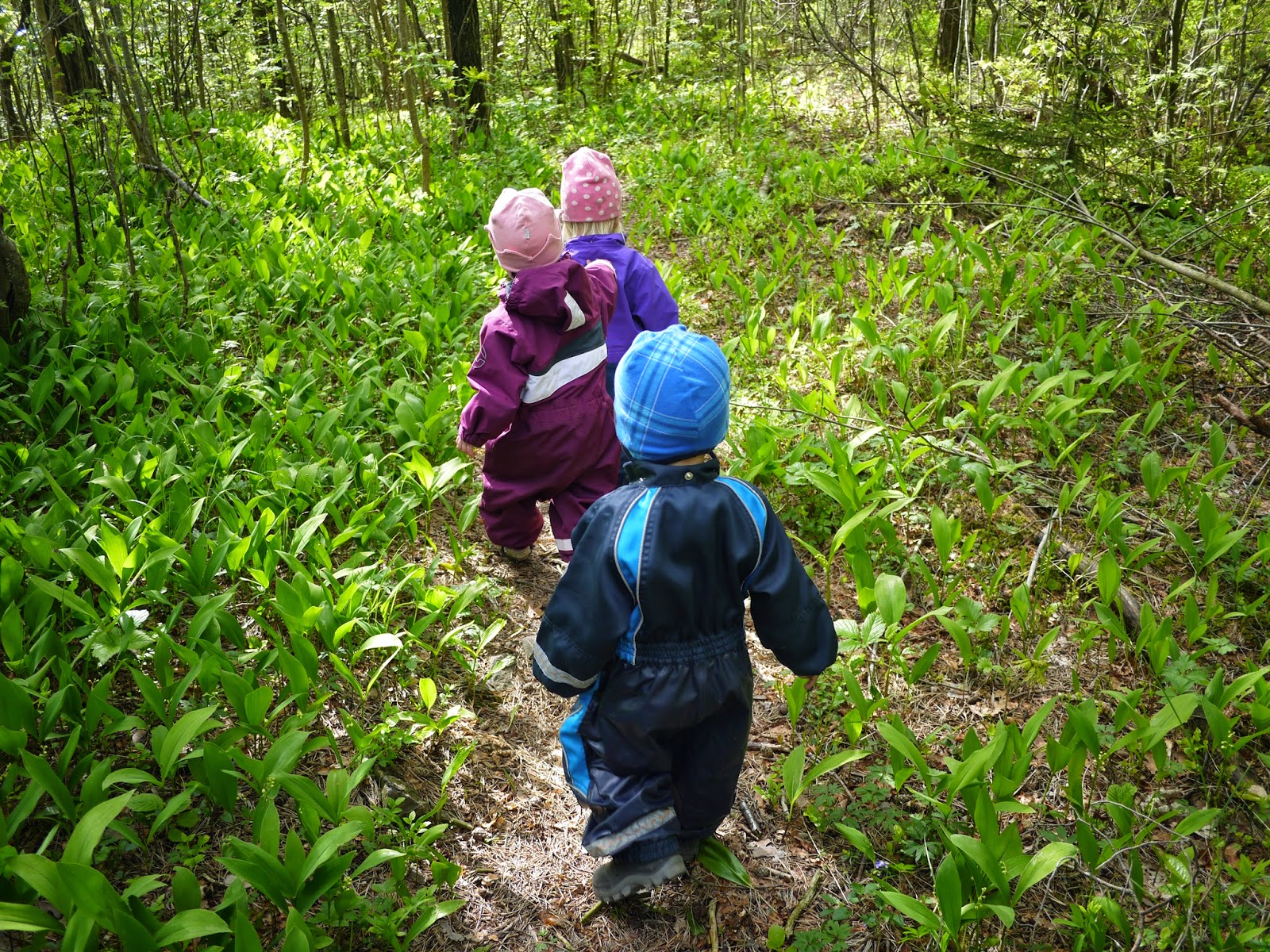 Sanseinntrykk og bevegelse i naturen