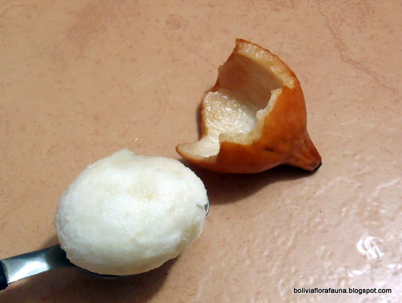 Bolivian Flora y Fauna: How to Eat Achacha