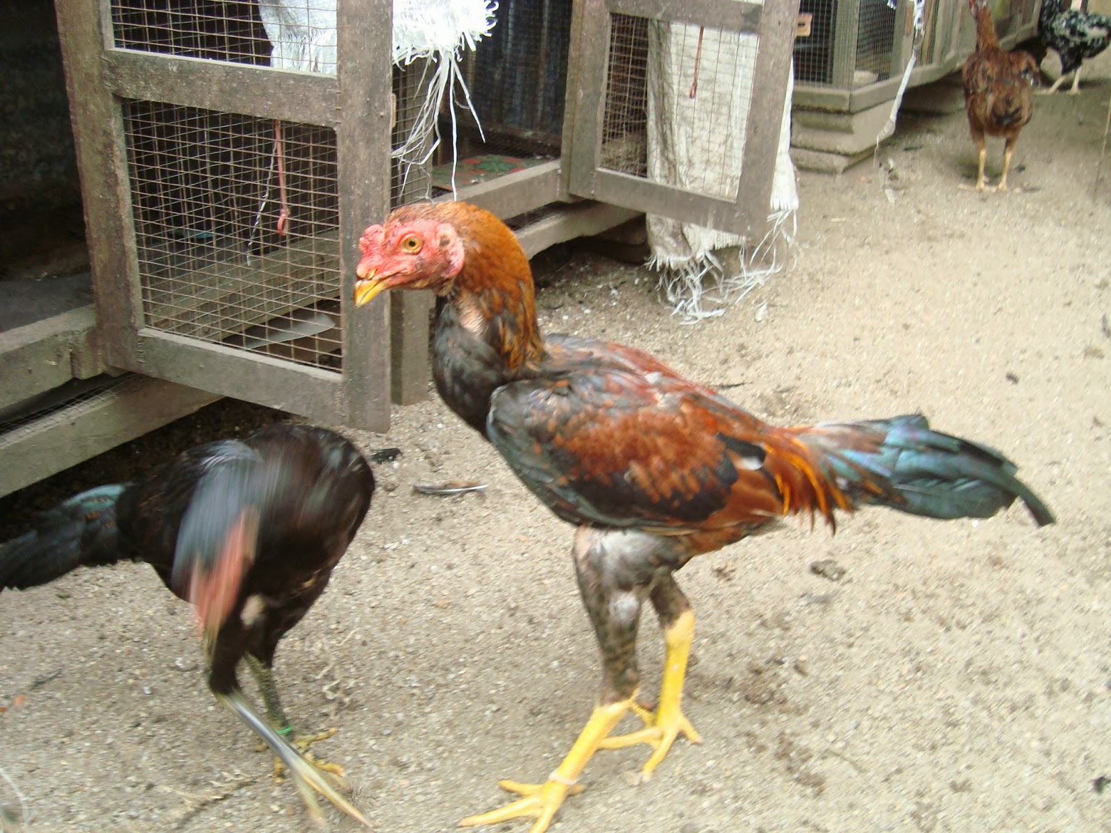 PEMBIAK BAKA AYAM SERAMA DAN AYAM SIAM: BAuk Ganu BAtang Kaki..