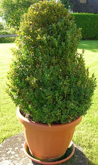 Buxus sempervirens «boj» - Id Plantae