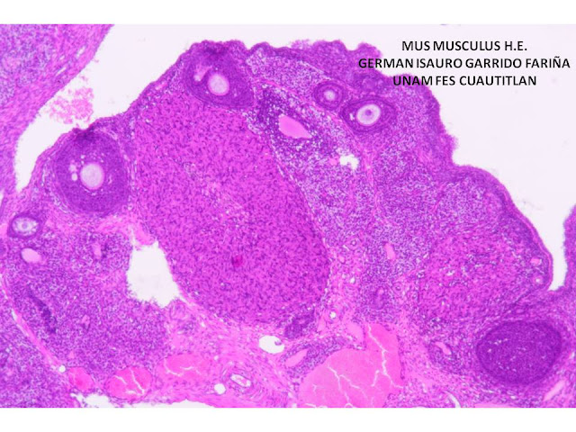 Morfologia e histologia de raton (Mus musculus): MORFOLOGIA E ...
