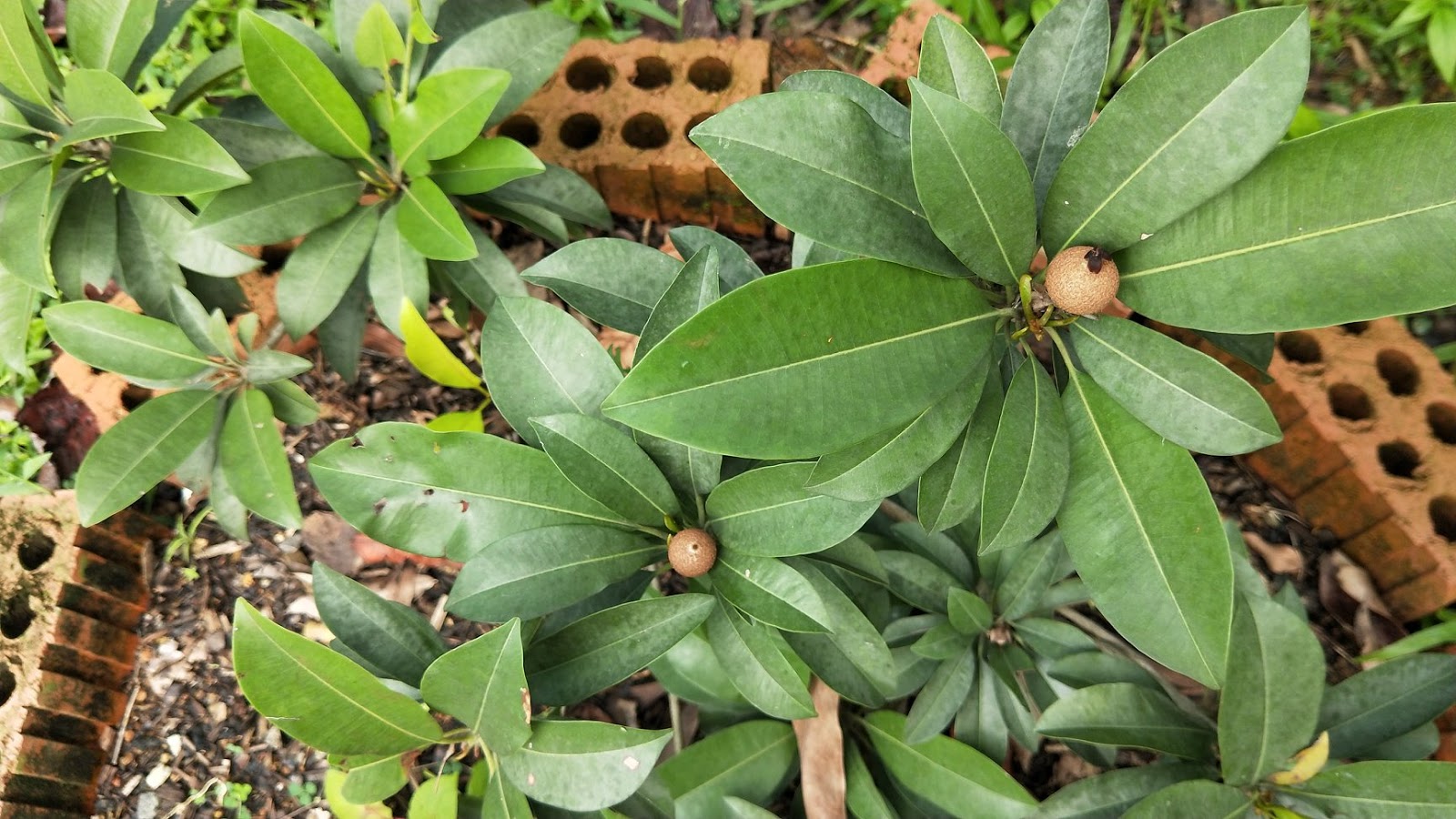 Pavilion's Secret Garden: Ciku Tree