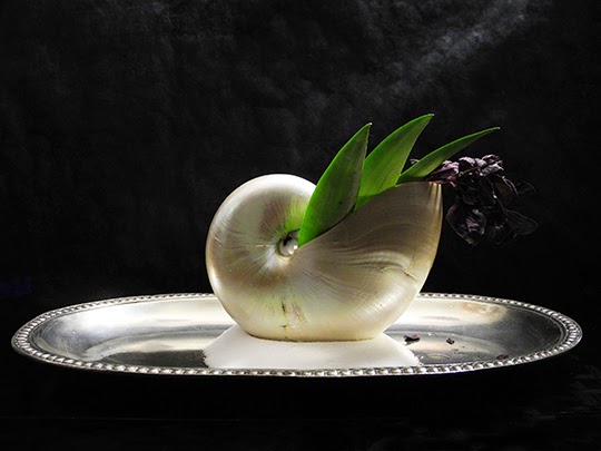 Gastronomista: The Opal Nautilus