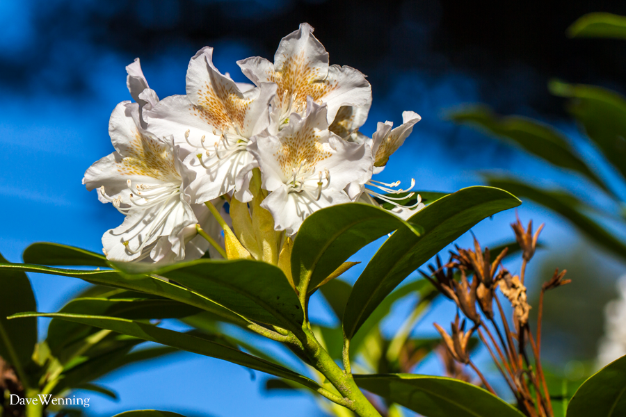 Rhododendron Progress Report
