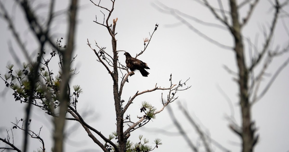 Room Without Walls: Sharing Some Raptor Love