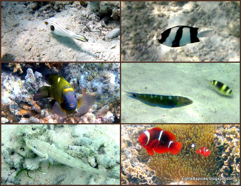 Sights and Spices: Sights: The Laid Back Feel of BANTAYAN ISLAND, CEBU