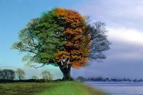 Bir ağaç, dört mevsim