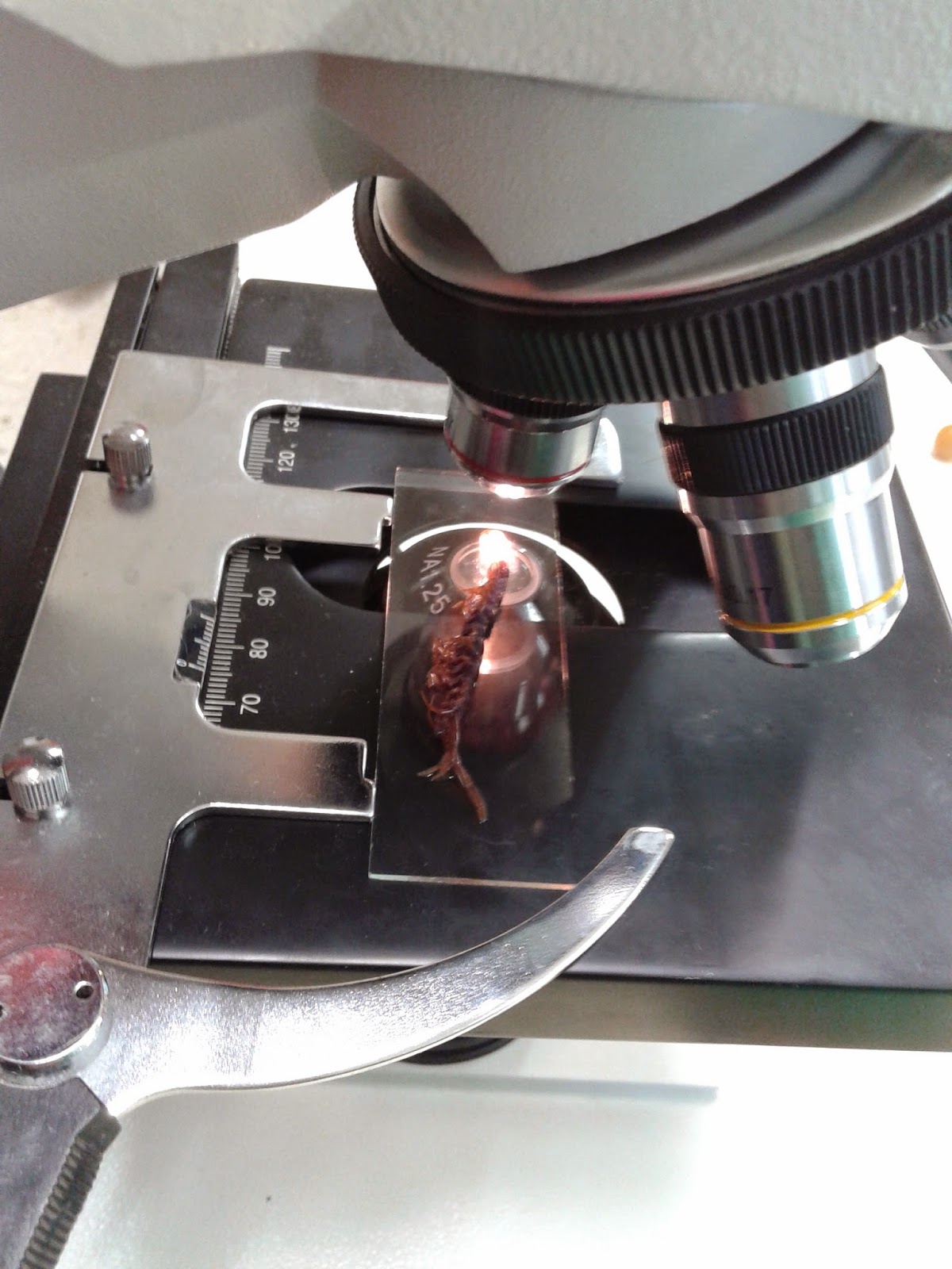 BIOLOGÍA APLICADA 4ºA-4-2014: INFUSORIOS.