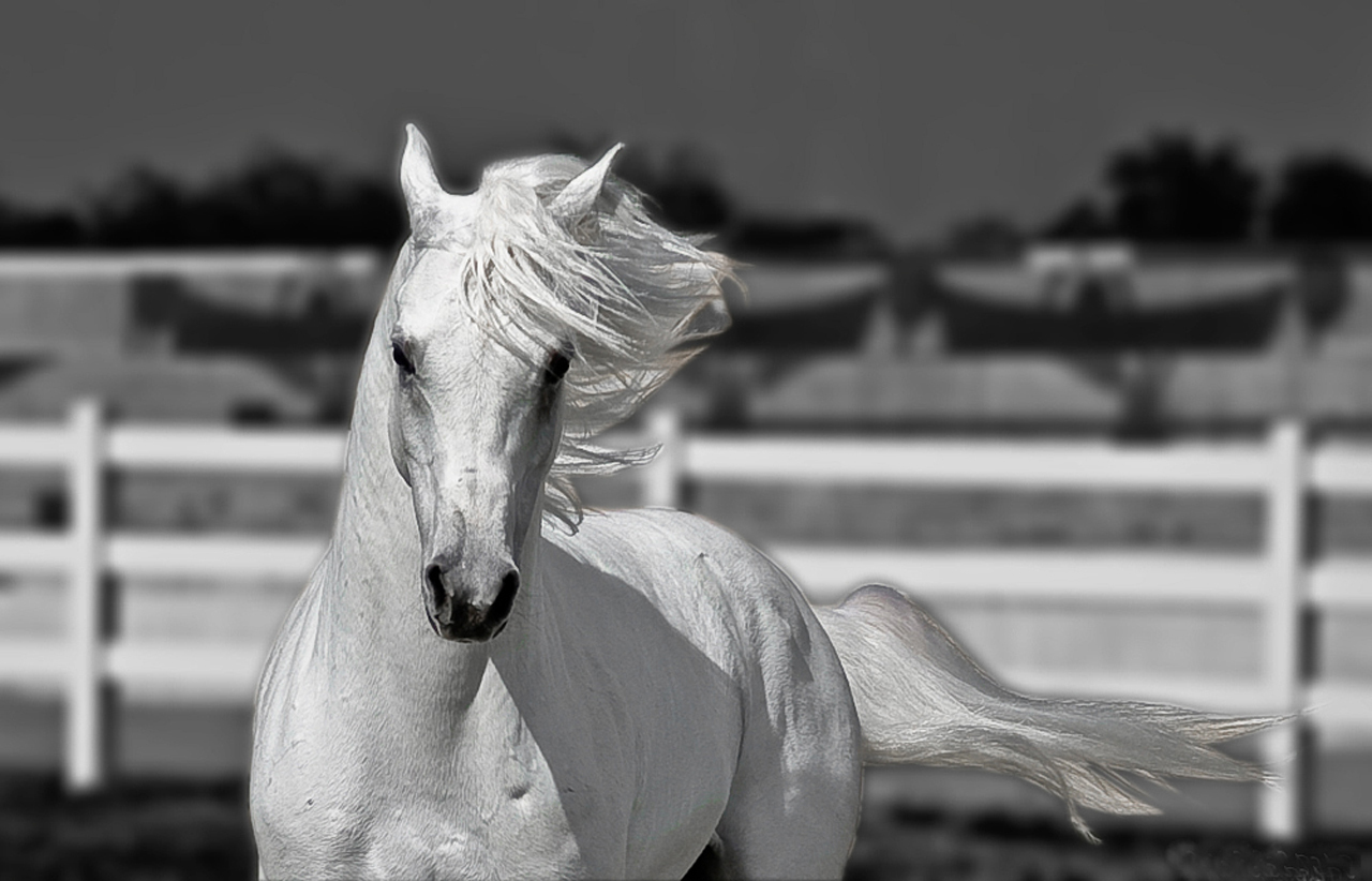 All new wallpaper : Beautiful White Horse
