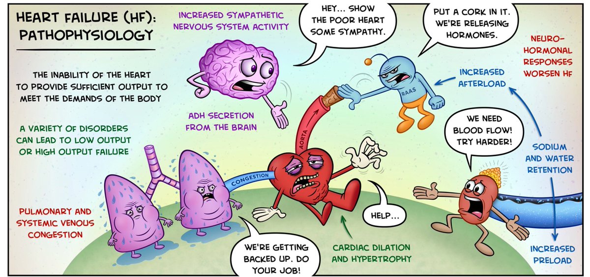 ZONA DE SALUD DE OFRA: Fisiopatologia de la insuficiencia cardiaca vía ...