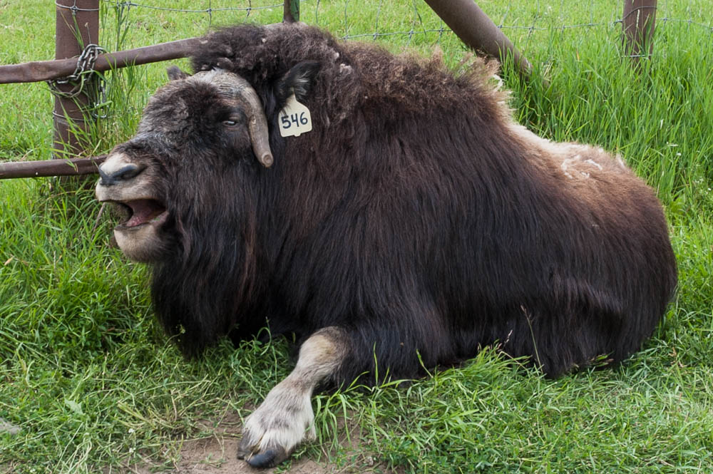 Jon's Journeys: Montana Creek Campground & The Musk Ox Farm