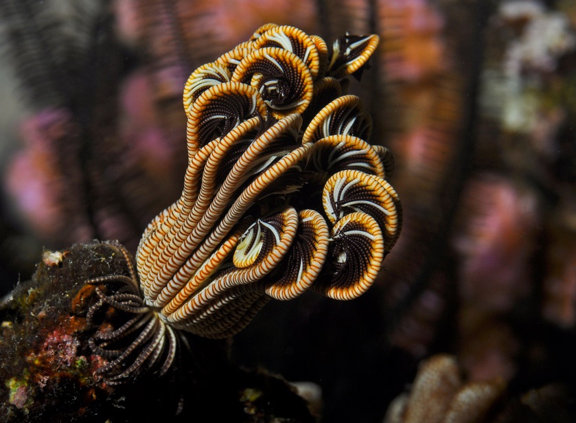 Paleontología en Colombia: Bogotacrinus scheibei, un crinoideo del ...