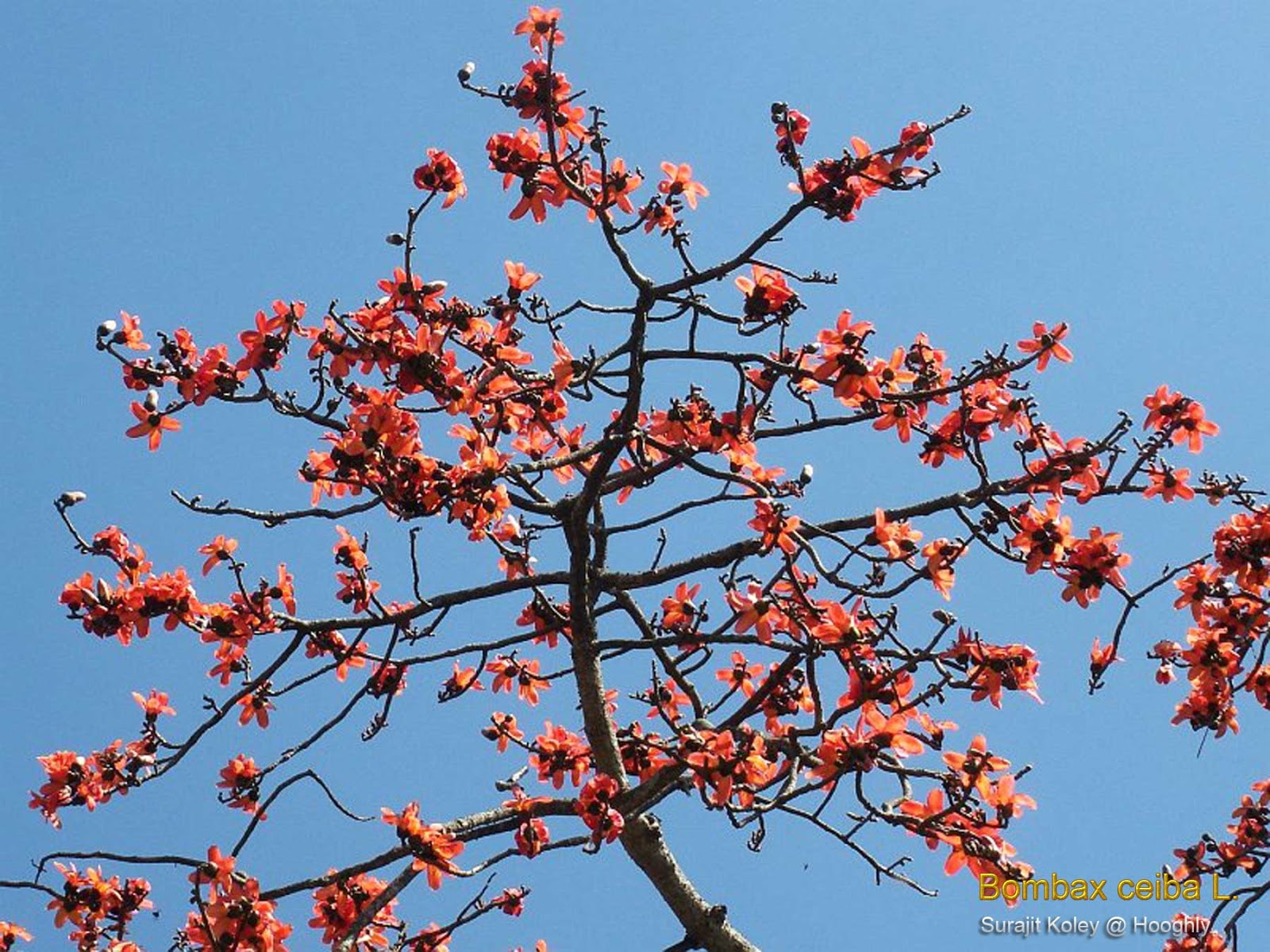 Medicinal Plants: Bombax ceiba