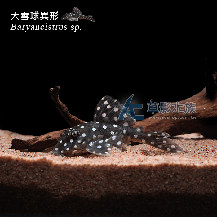 大雪球異型 Baryancistrus sp. L142