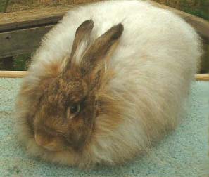 Sumber Dunia Tani: BAKA - BAKA ARNAB