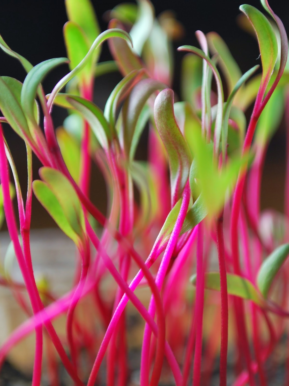 Greenish Thumb: How to grow microgreens