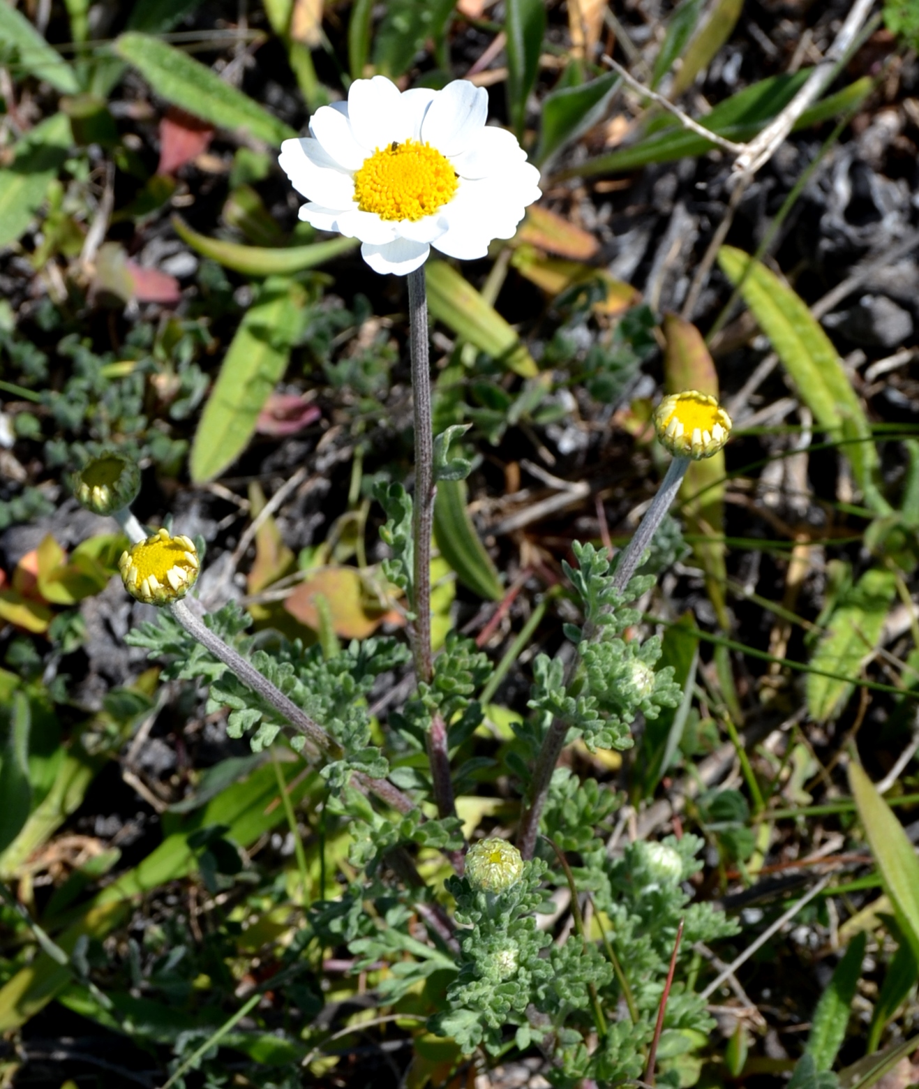 Plantas: Beleza e Diversidade: Malmequer-das-areias (Anthemis maritima)