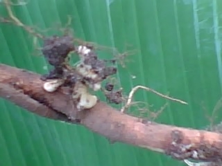 ALIMENTACION PARA POBLACION HAMBRIENTA: GANDUL LEGUMINOSA MILAGROSA