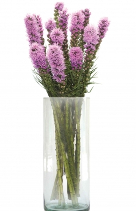 flores by josé enrique