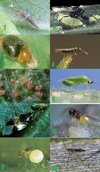 10 Insectos beneficiosos para tu jardín – Jardines Que Me Gustan