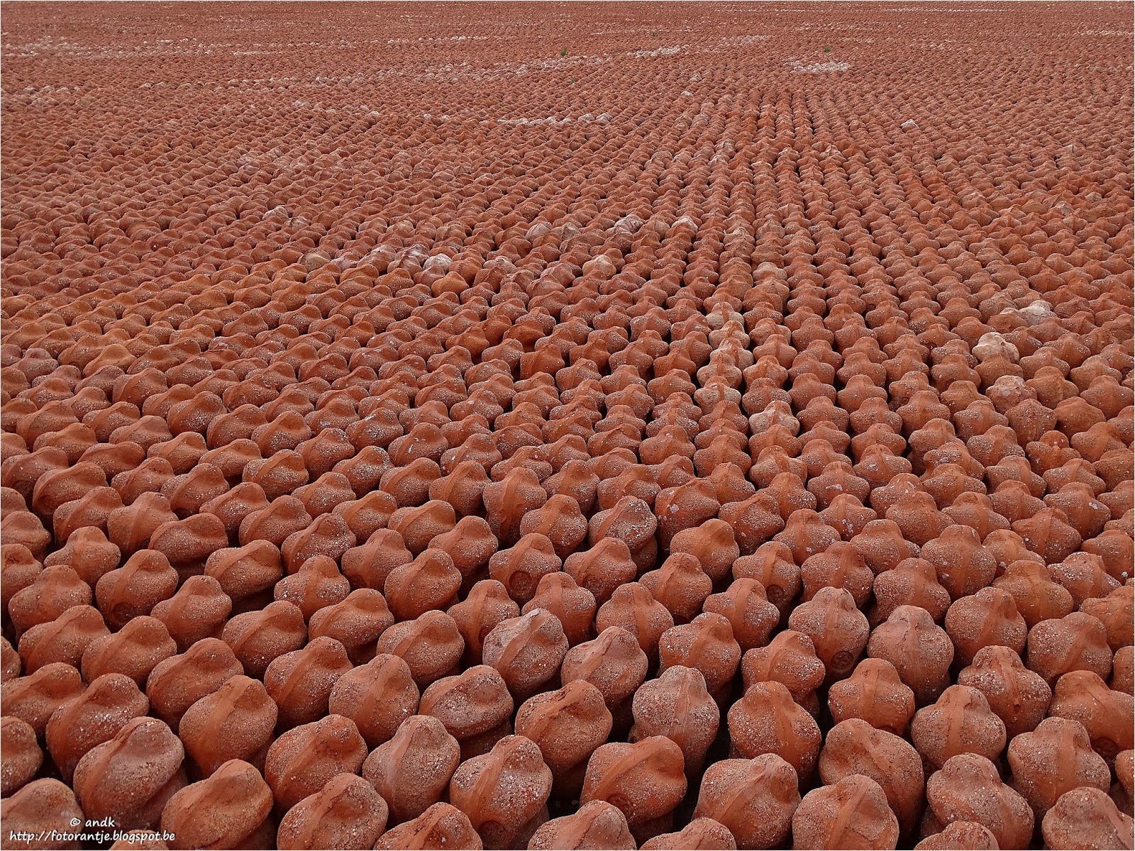 fotorantje: ruggengraat