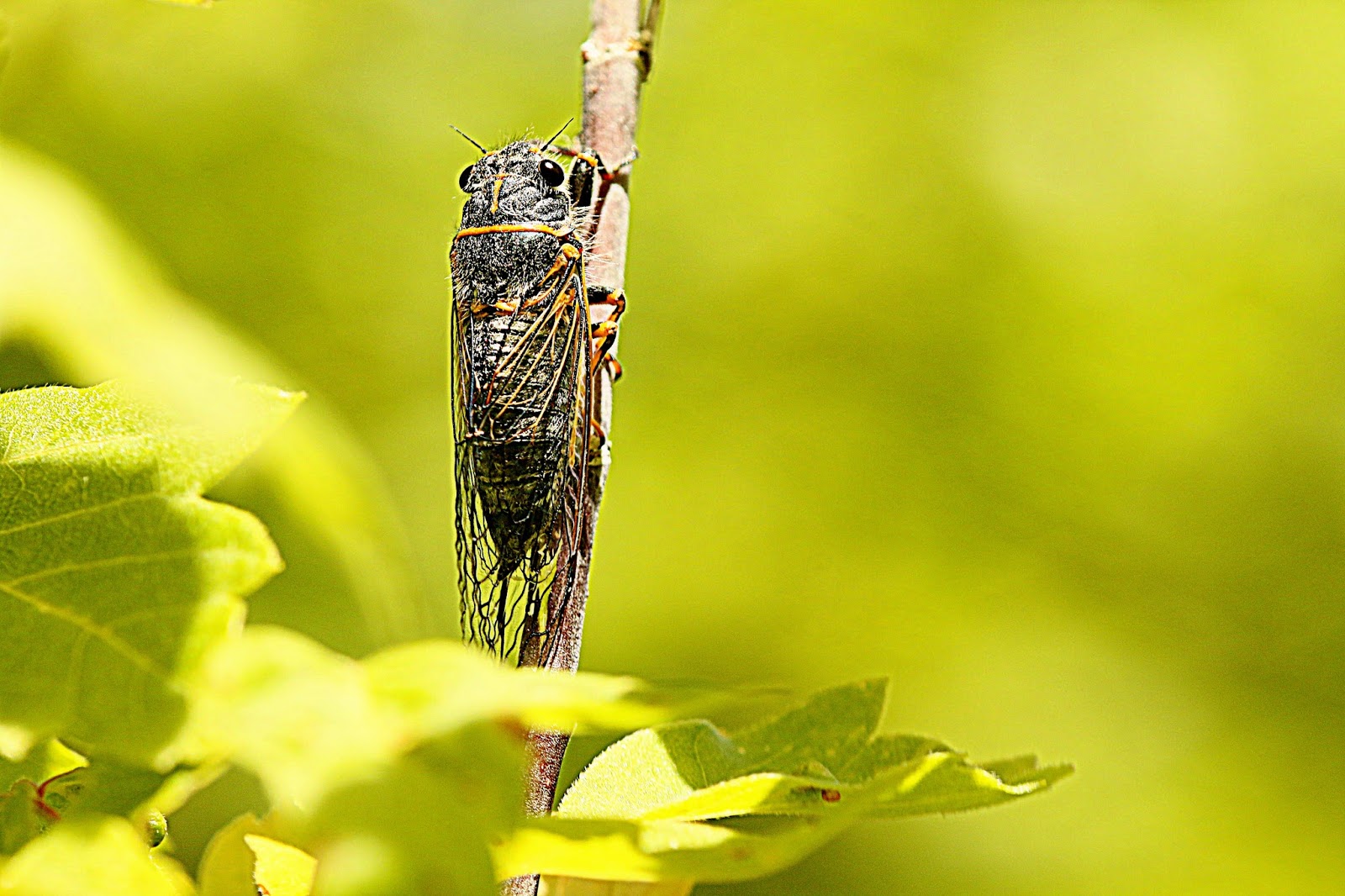 River Menace: The first big bug hatch