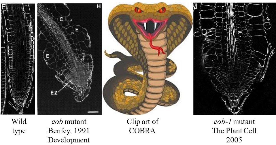 Mutant Series: COBRA (COB)