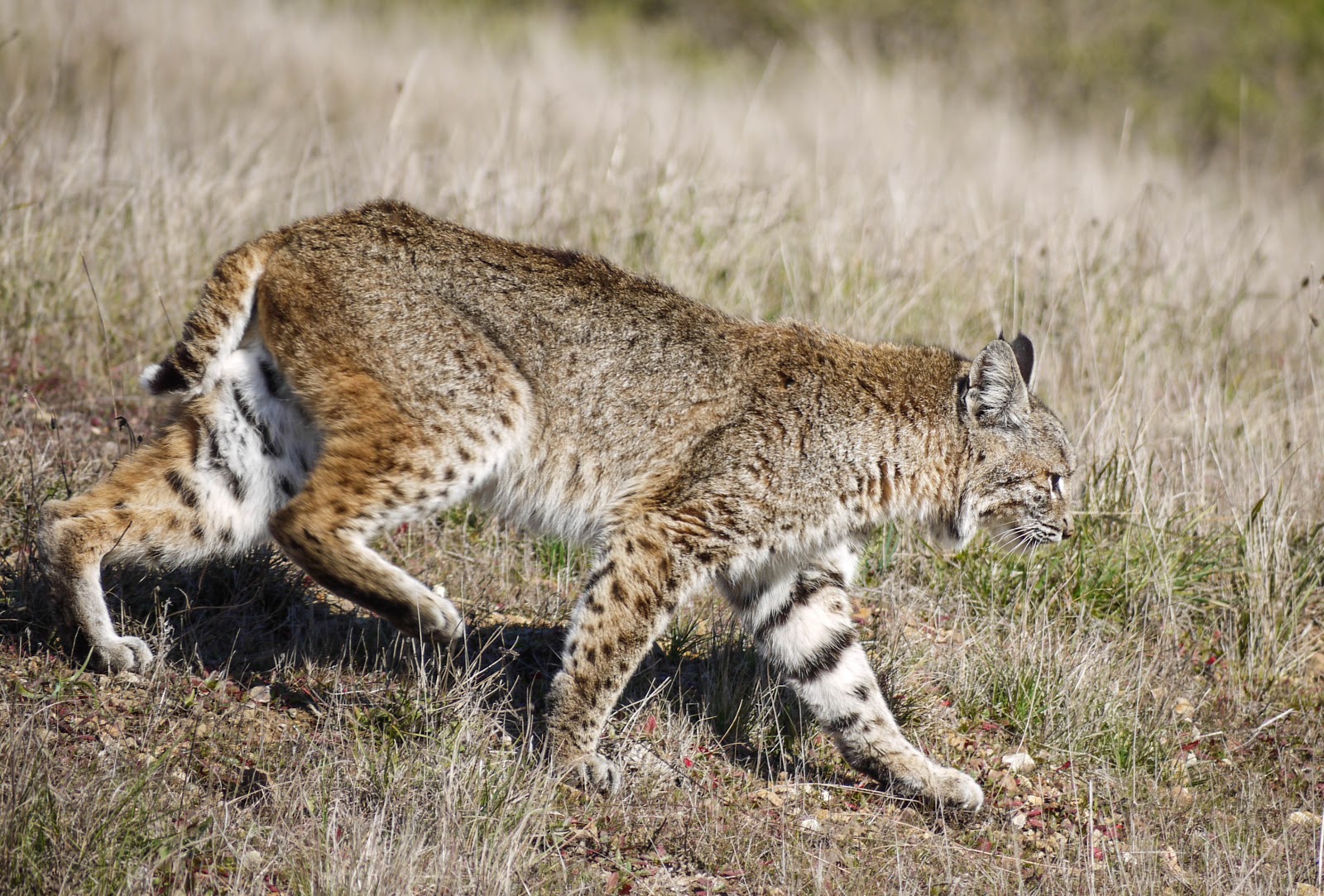 photoscope: Bobcats (Lynx Rufus)