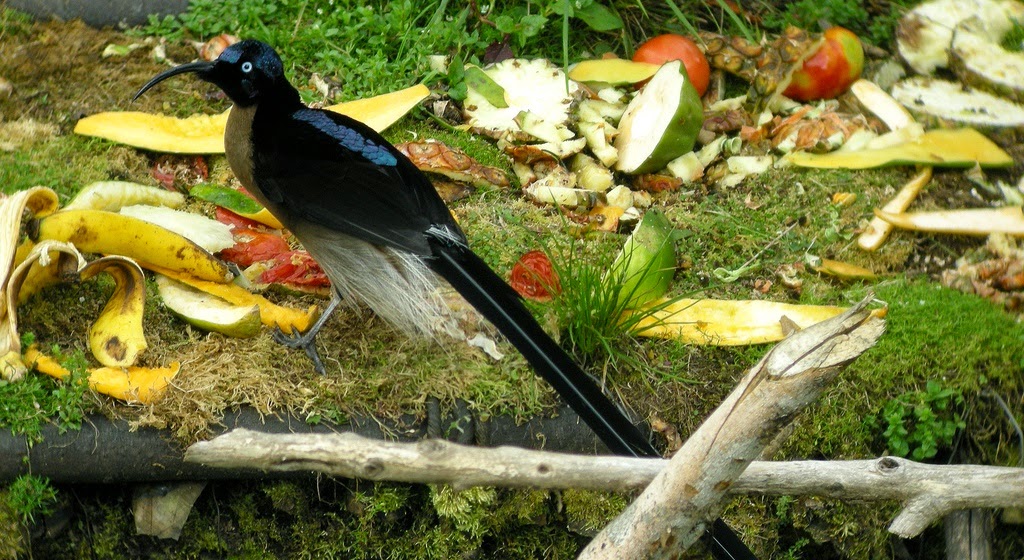 Mindblowing Planet Earth: Black Sickle Bill the Bird of Paradise