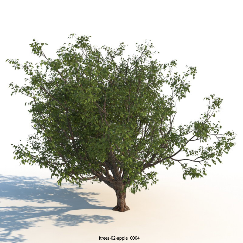 [SKETCHUP] TREE MODELS [Update link google drive 2018/04/28] - ANARCHIVN