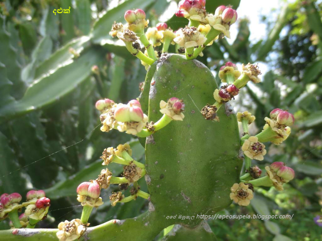 දළුක් [Daluk] (Euphorbia antiquorum) ~ අපේ ඔසුපැළ Medicinal Plants of ...