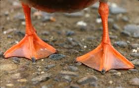 Kaki bebek ~ Kamu Bahagia - Estas Contento?