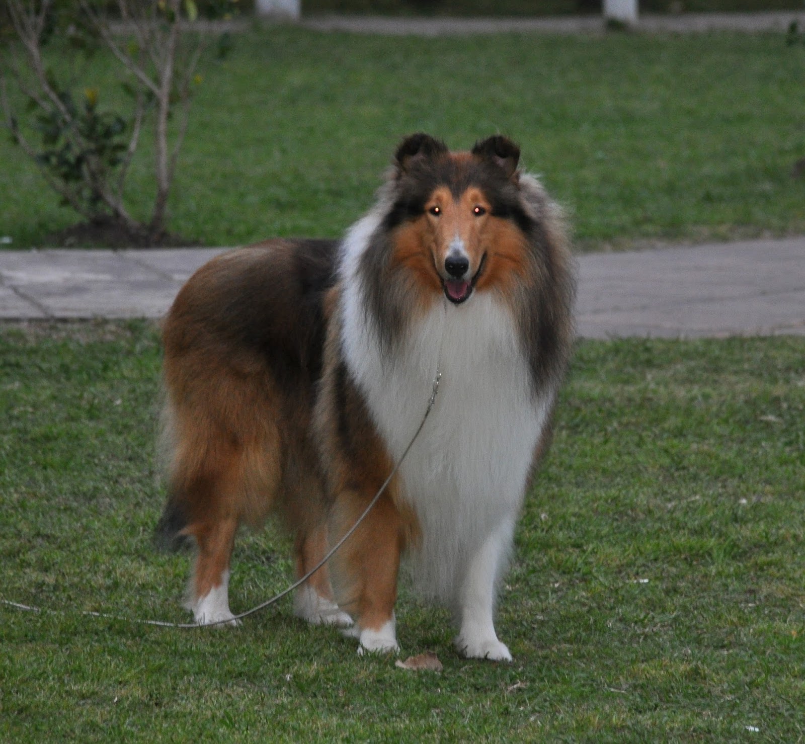Fair Chance Collies: Nuestros Machos