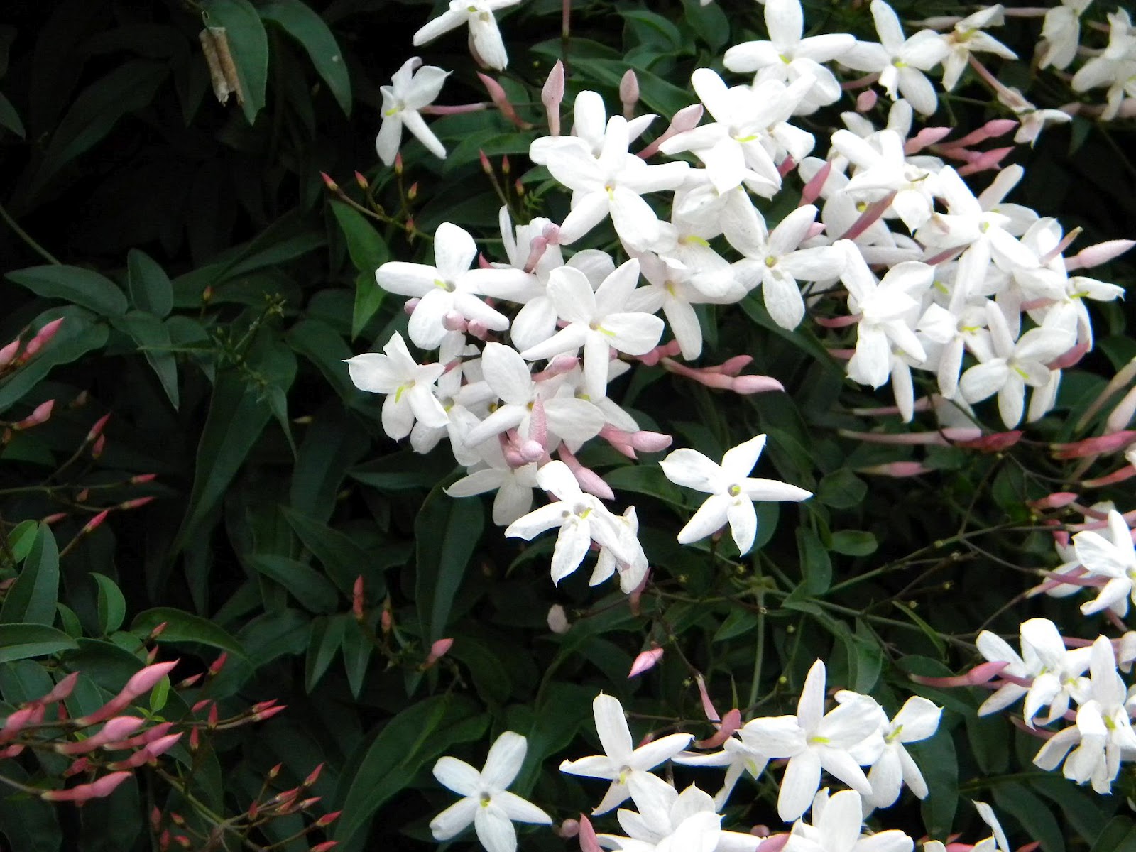 CEJARTE: Jasminum polyanthum - Jasmim-dos-poetas