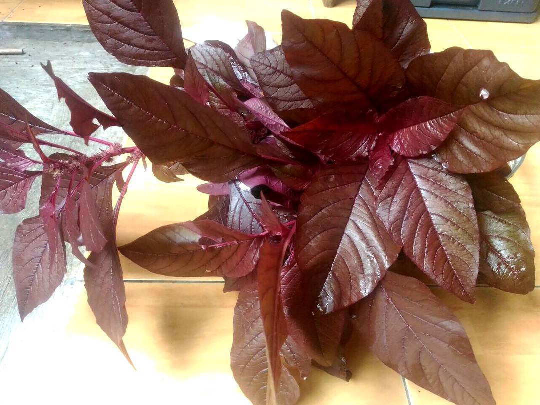 Ini Dia Khasiat Bayam Merah untuk Kesehatan - Singa Depa