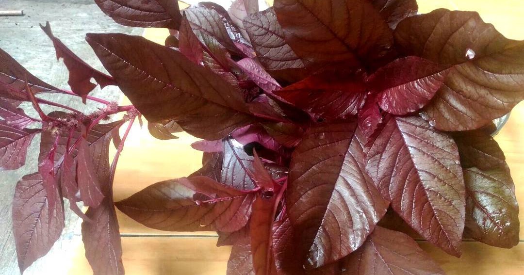 Ini Dia Khasiat Bayam Merah untuk Kesehatan - Singa Depa