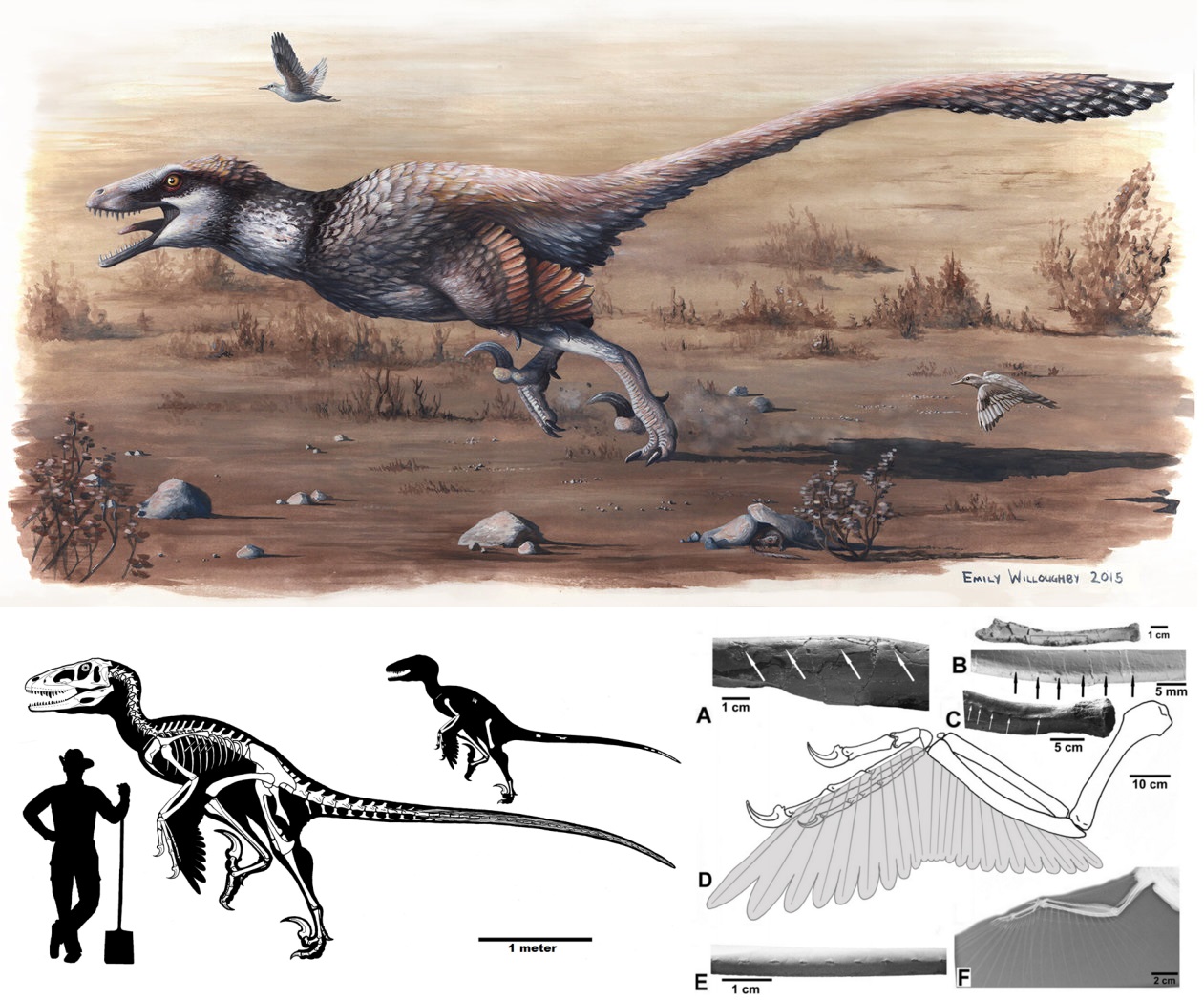Species New to Science: [Paleontology • 2015] Dakotaraptor steini • The ...