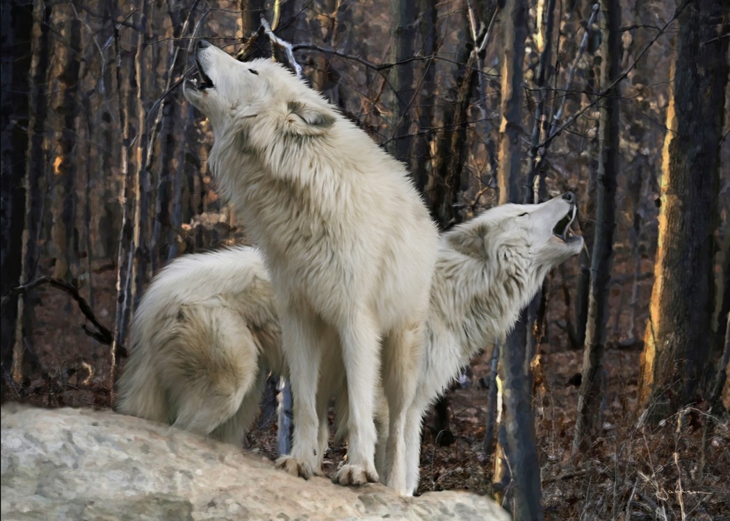 White Wolf : 10 Things We Can Learn From Wolves