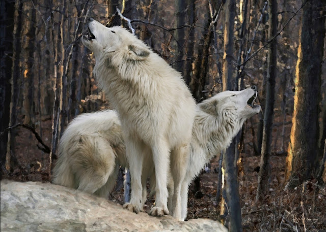 White Wolf : 10 Things We Can Learn From Wolves