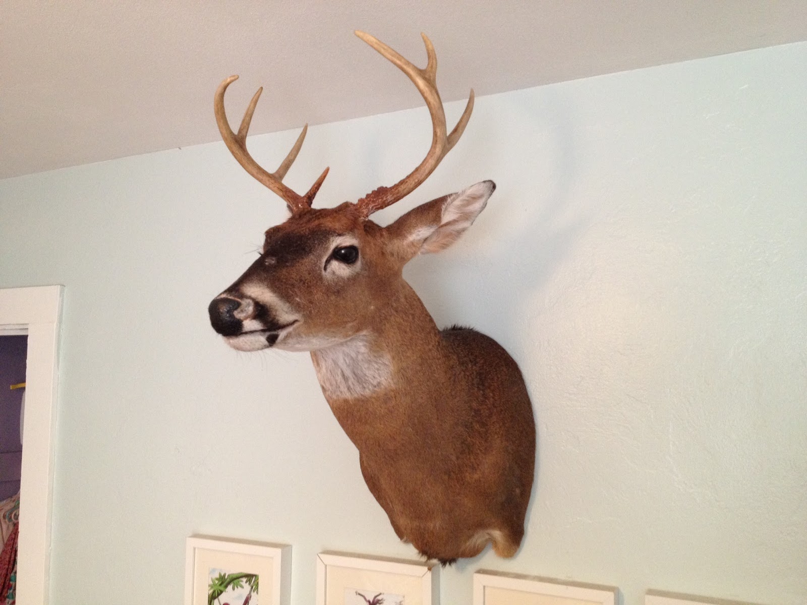 Real Life Outdoors: Venison Free Deer Season