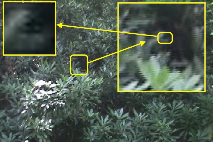 The Bigfoot Field Journal: Bigfoot in the Laurel - Closer Look