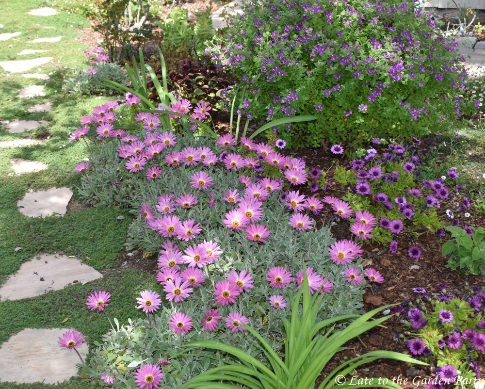 Late to the Garden Party: Spring Bounty - IAVOM & Bloom Day, April 2019