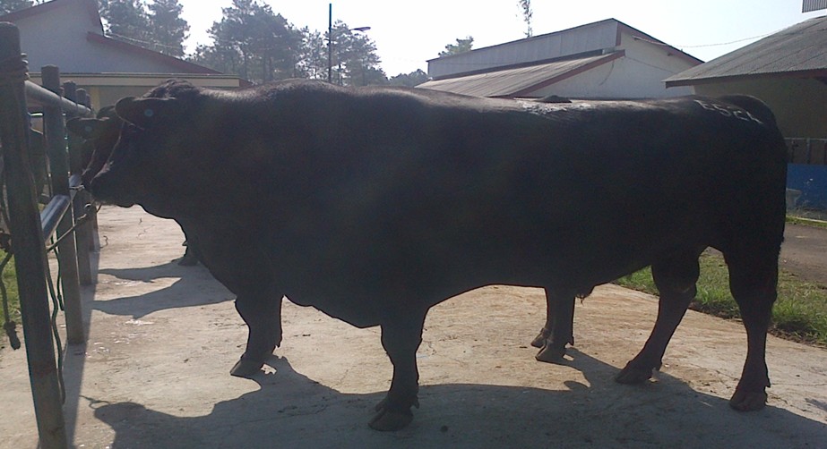 KARAKTERISTIK SAPI ABERDEEN ANGUS - Ilmu Ternak