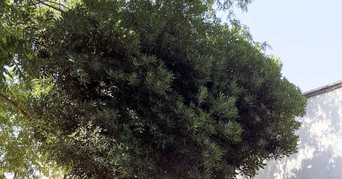 ÁRBOLES Y ARBUSTOS EN LAS CALLES DE MONTIJO: PITTOSPORUM TOBIRA.